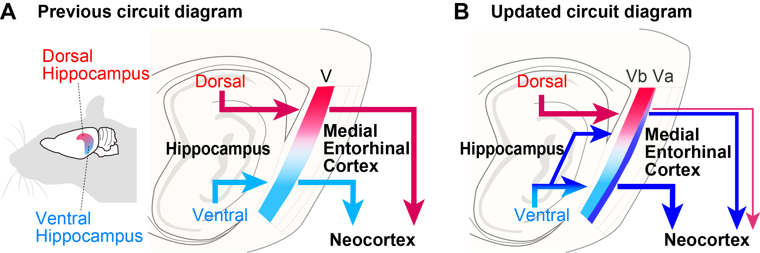 Research Team's Study Provides New Insights into How Brain Forms and ...