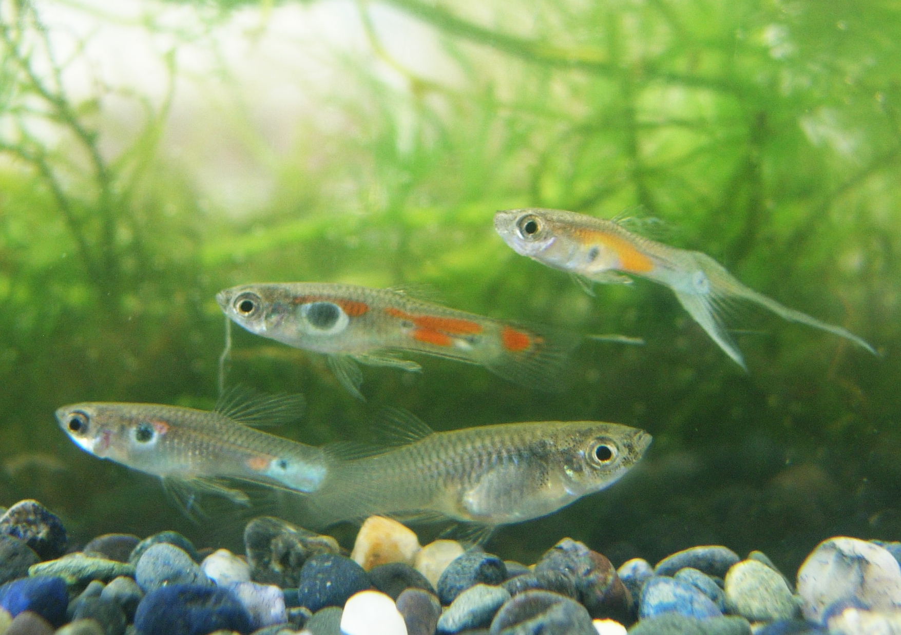 Color vision variation in guppies influences female mate preference.｜東北 ...