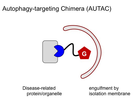 The molecule that can AUTAC bad proteins｜Graduate School of Life ...