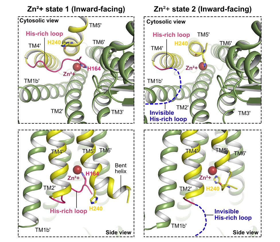 Advanced Technology Reveals Intricate Details of Zinc Transportation in ...