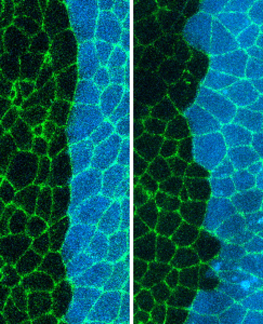 Protein Tells Developing Cells to Stick Together｜Graduate School of ...