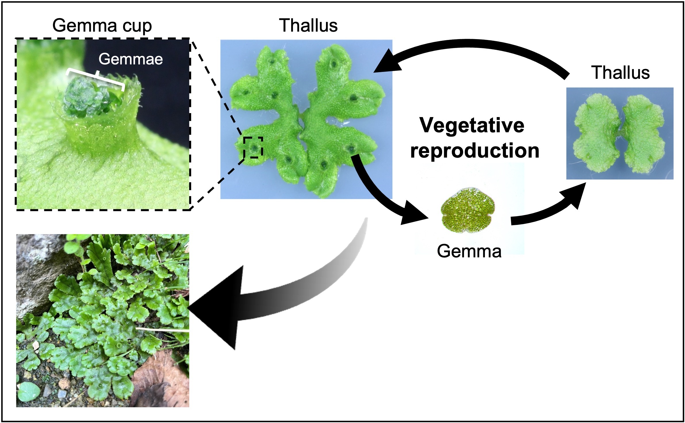 Degree of Asexual Reproduction in Liverwort Plants is Hormonally ...