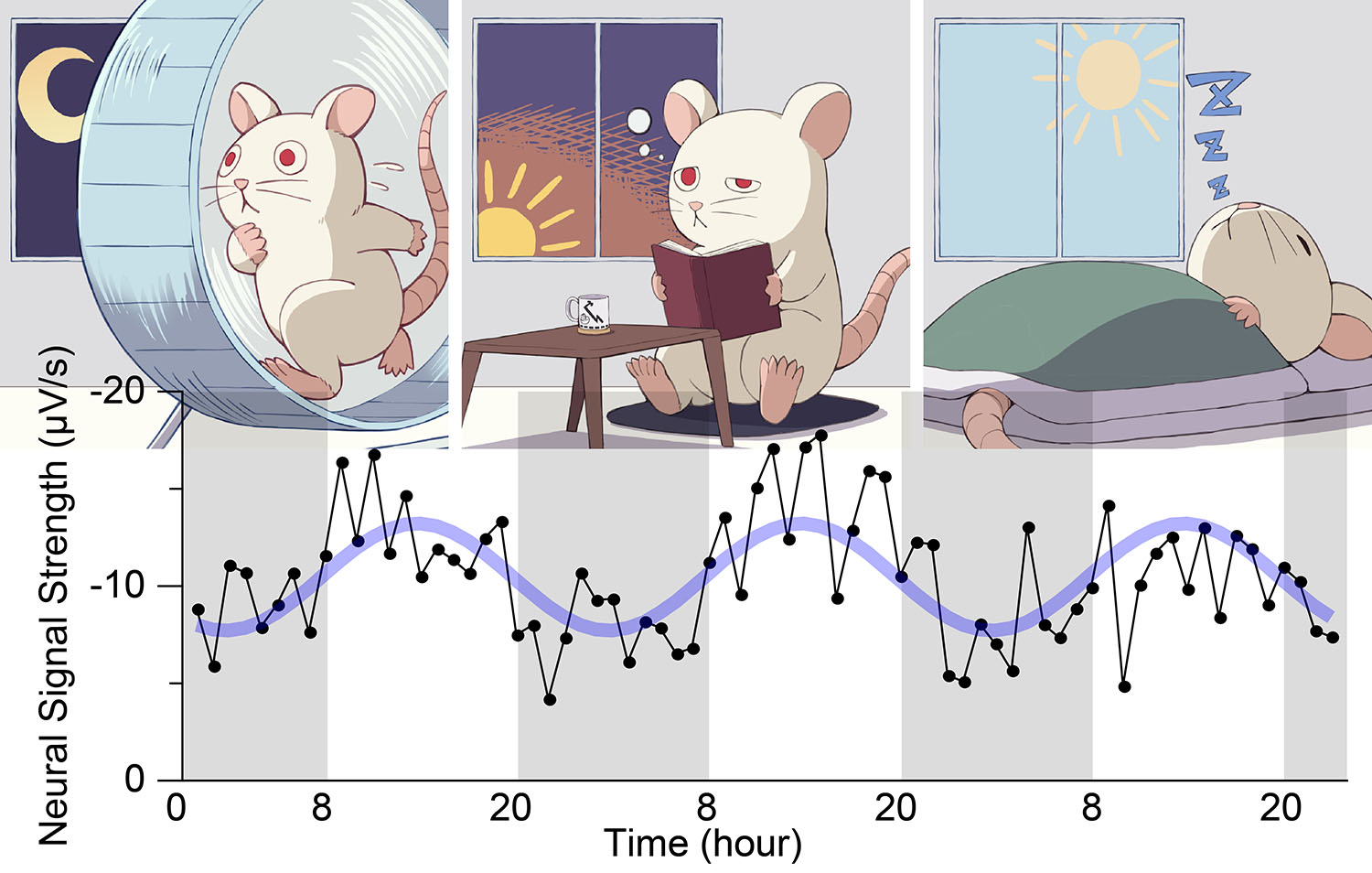 The Flexible Brain: How Circuit Excitability and Plasticity Shift ...