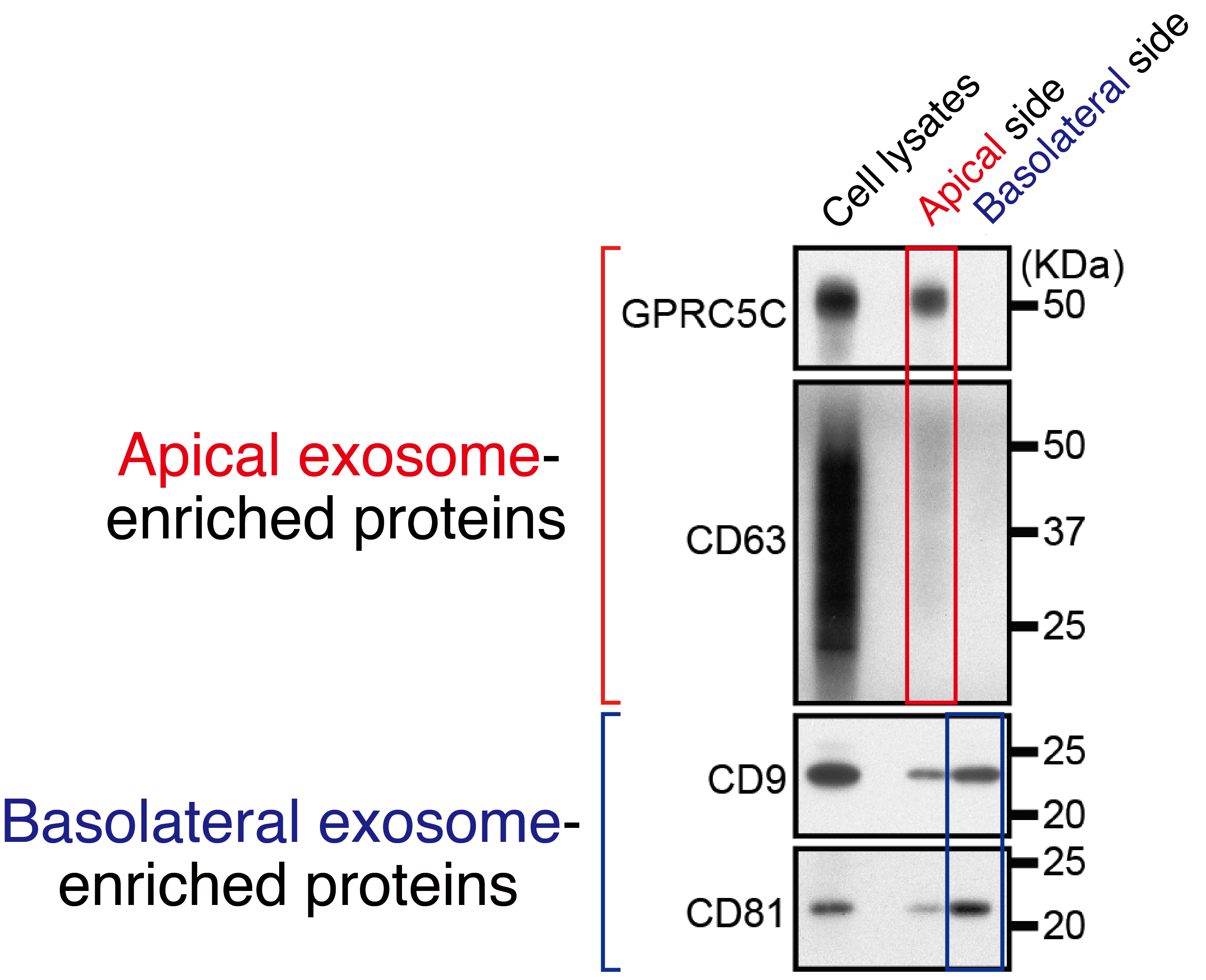 Distinct Cell-to-cell Communication Processes Controlled Differently｜東北 ...