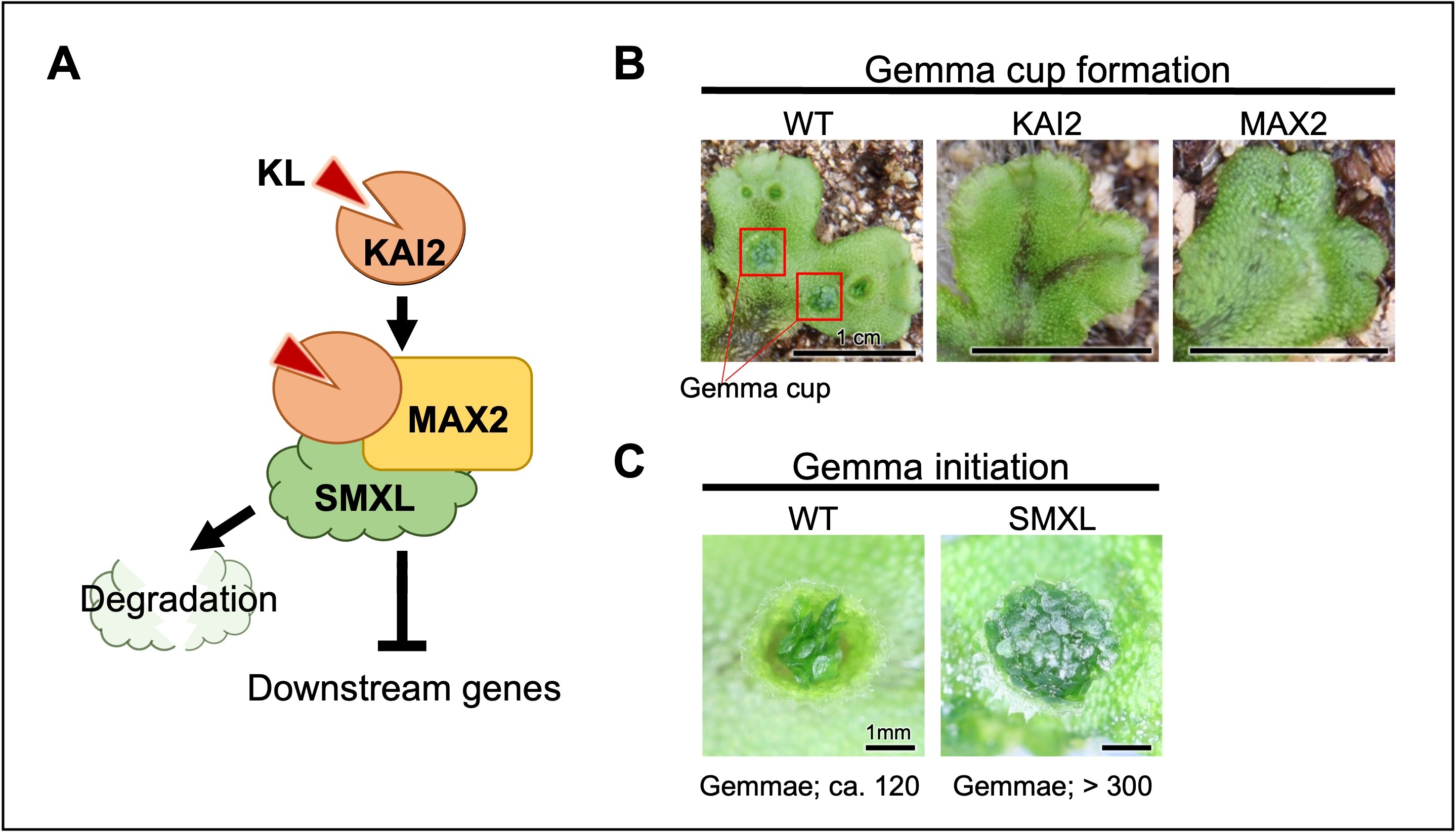 Degree of Asexual Reproduction in Liverwort Plants is Hormonally ...