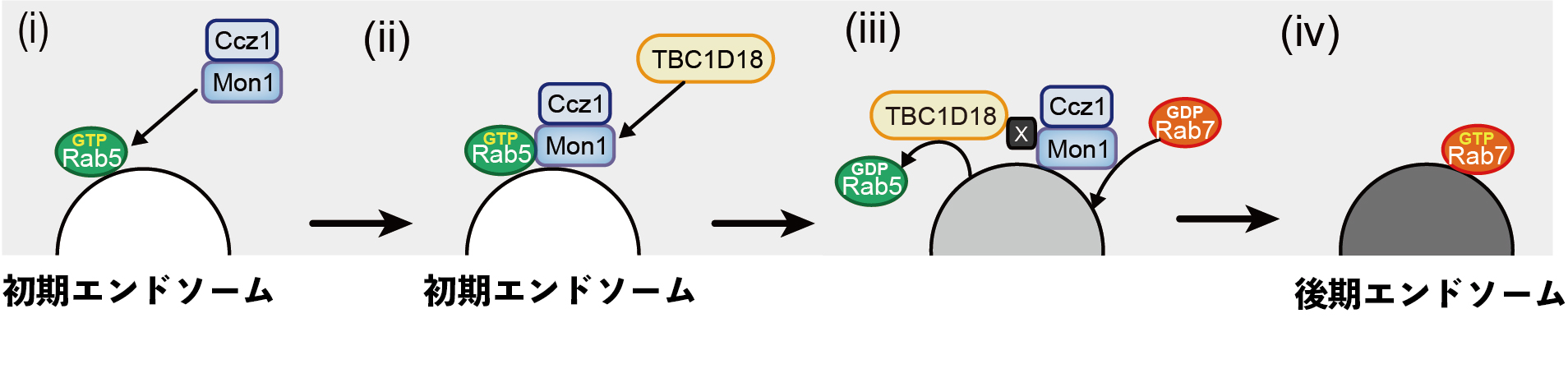 エンドソーム成熟を制御する新機構を発見 〜細胞内に取り込んだ物質の分解に必須の新規因子を同定〜｜東北大学 大学院 生命科学研究科